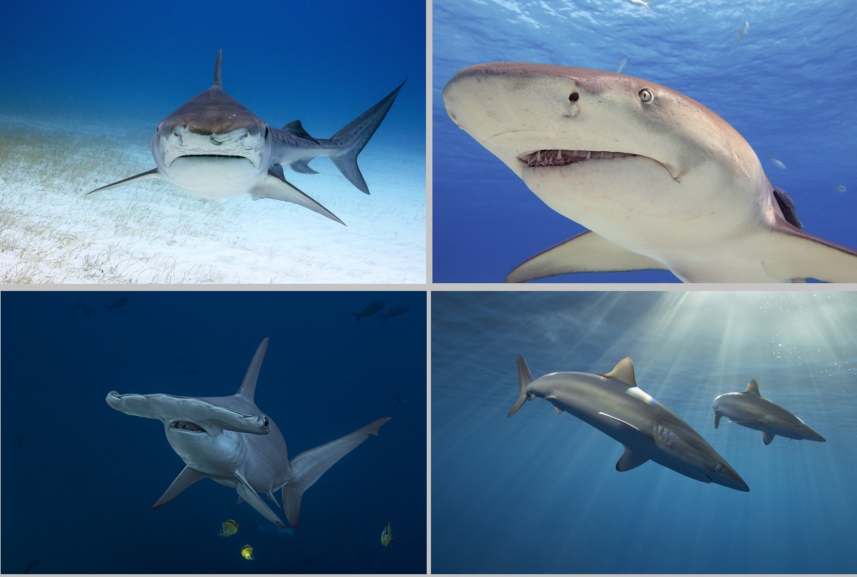 Prince Hussain Aga Khan and Sharks – the Prince’s Favourite Species ...