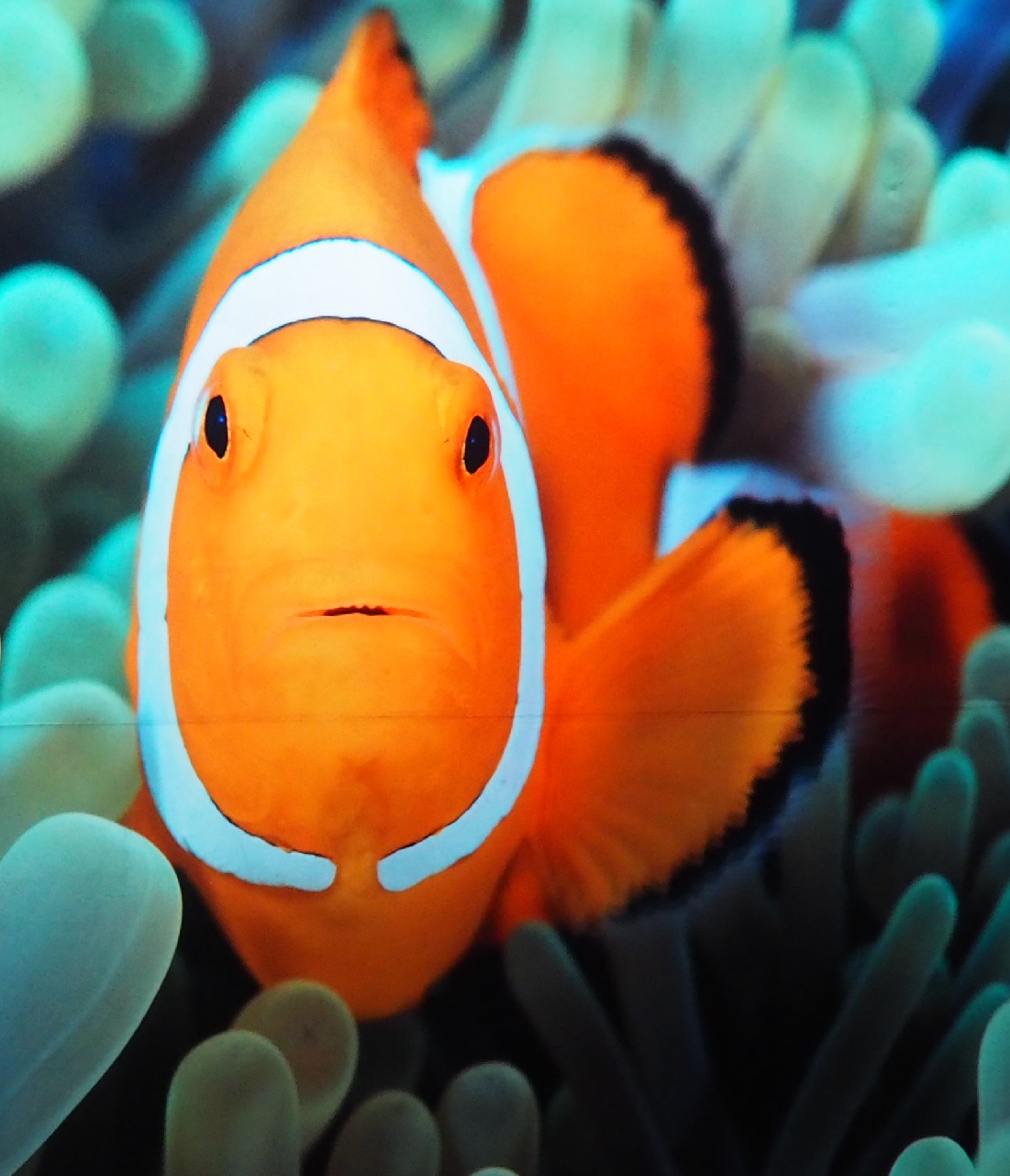 Prince Hussain Aga Khan’s Living Sea Exhibition in Calgary: The Sea ...